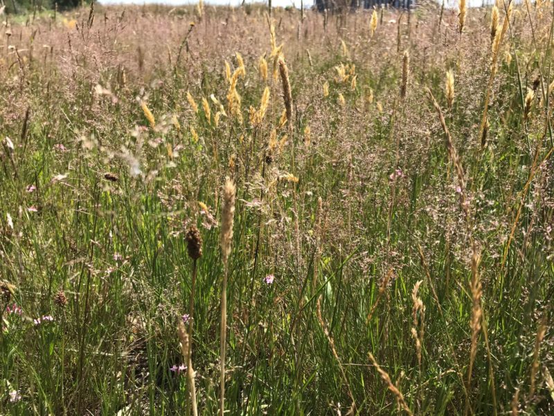 February 2021: Habitat translocation can be a useful mitigation tool ...