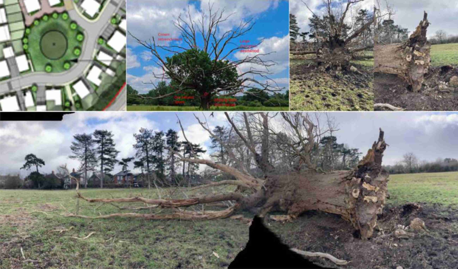 February 2022: Veteran tree management plans act as a significant ...