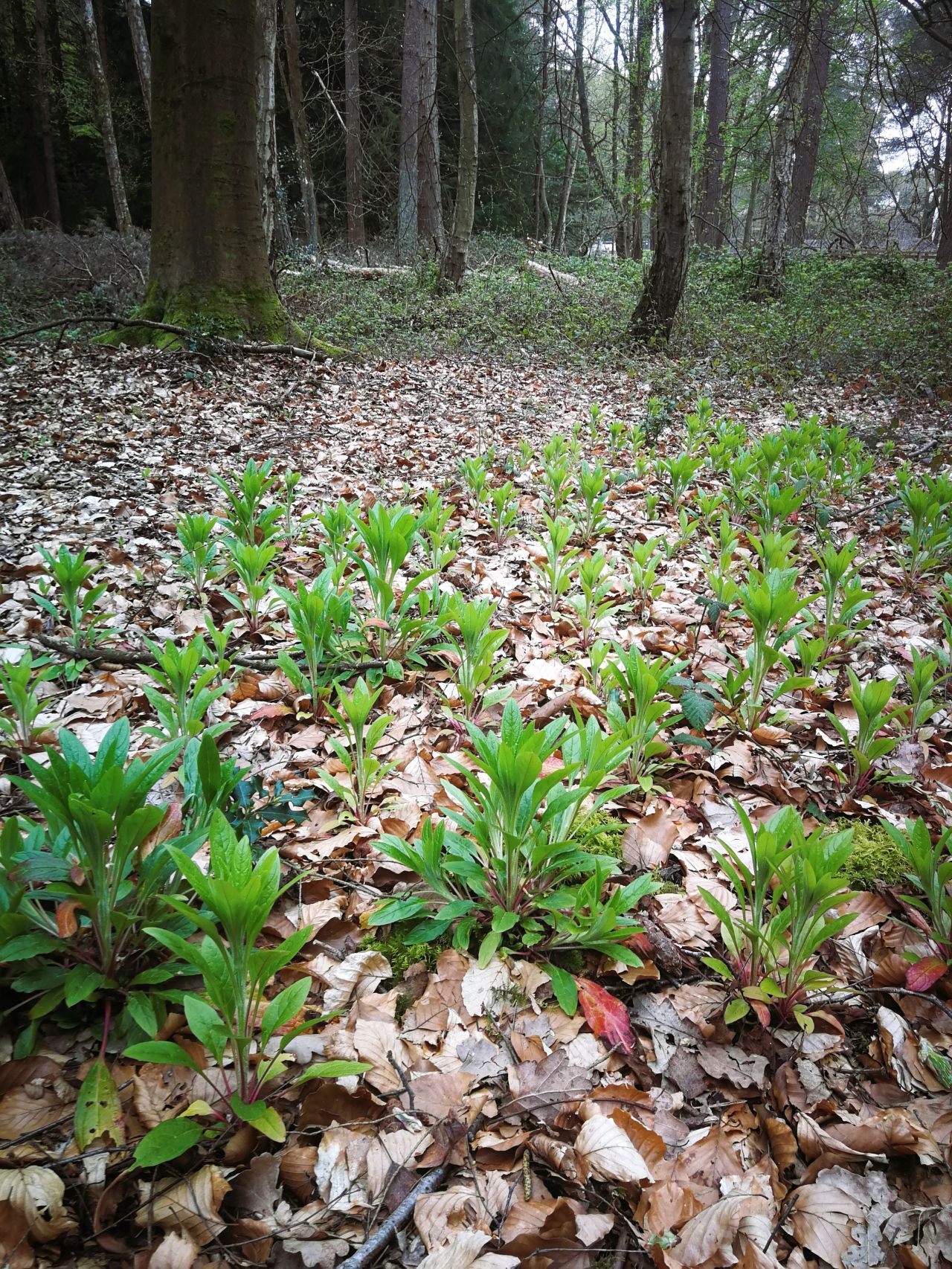 July 2023: Safeguarding rare plants - a case study in translocation by ...