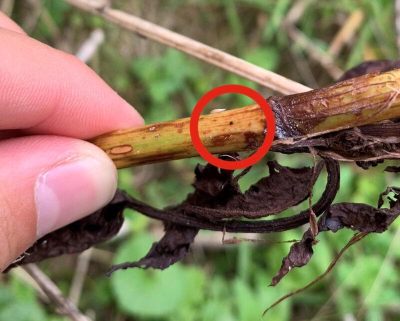 August 2025: Monitoring by Aspect Ecology demonstrates successful ...